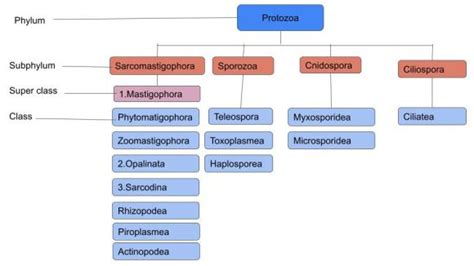 What Is The Morphology Of Protozoans What Are The Microscopic Methods