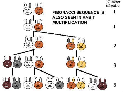 Fibonacci Sequence Ppt