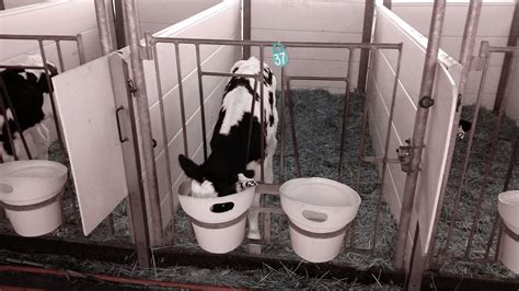 Pre And Post Weaning Performance And Health Of Dairy Calves Fed Milk