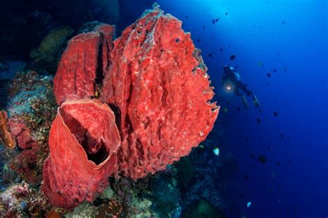 Joe Tepper Siladen Snorkeling And Dive Resort Indonesia