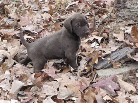 Pudelpointer Puppies Foothill Kennel Pudelpointer Breeder