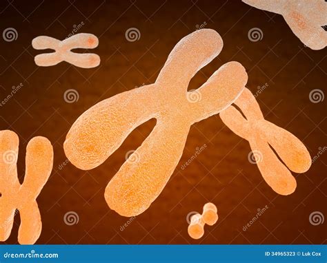 Paired Human Chromosomes Stock Illustration Illustration Of Chromosome 34965323