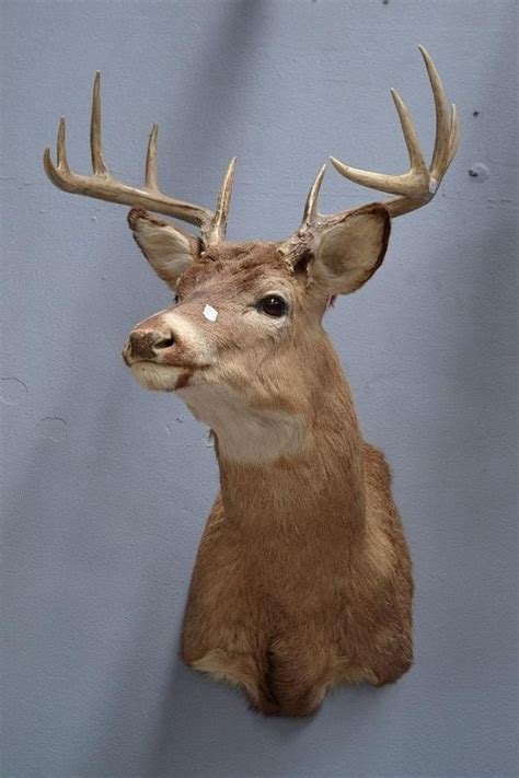Mounted Deer Head 63cm Natural History Industry Science And Technology
