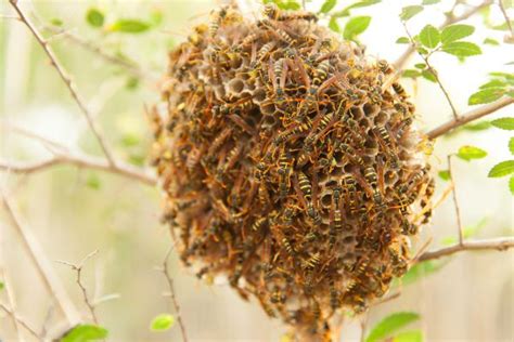 Qué Hacer Cuando Hay Un Panal De Abejas En Tu Casa