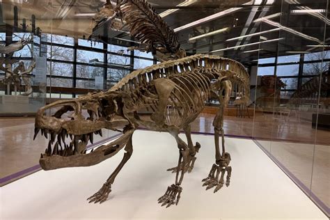 Sonderausstellung Triassic Life Staatliches Museum Für Naturkunde