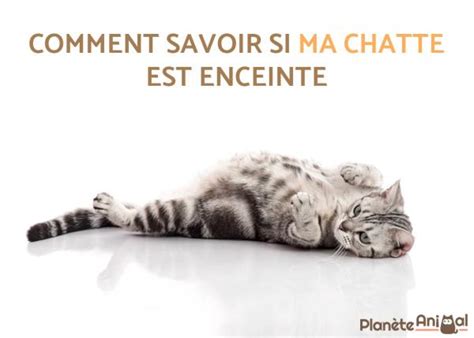 Comment Savoir Si Ma Chatte Est Enceinte