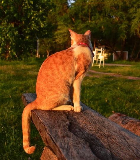 Premium Photo Cat Sitting On Grass