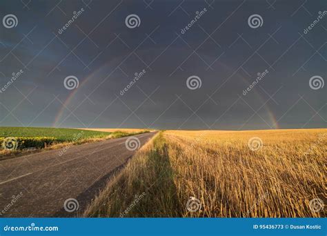 Wheat Field In Sunny Summer Day After Rain And Rainbow Behind Stock