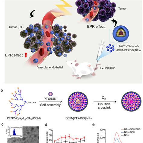 schematic illustration and characterizations of dcm [ptx did] nps a