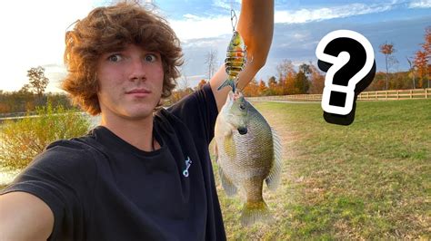 Bluegill Eats Swimbait Youtube