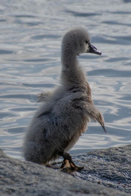 Premium Photo Svan Wing