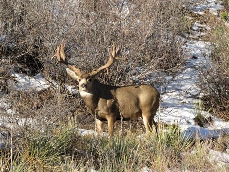 1014 Best Hunting Big Bucks Images On Pinterest Mule Deer Deer