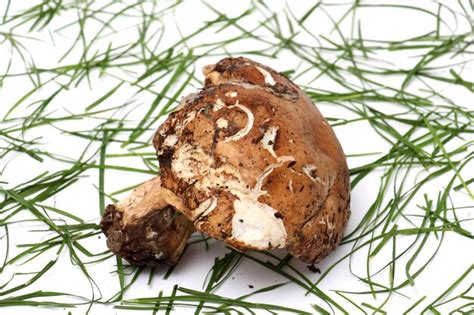 Premium Photo Mushroom Boletus Edulis