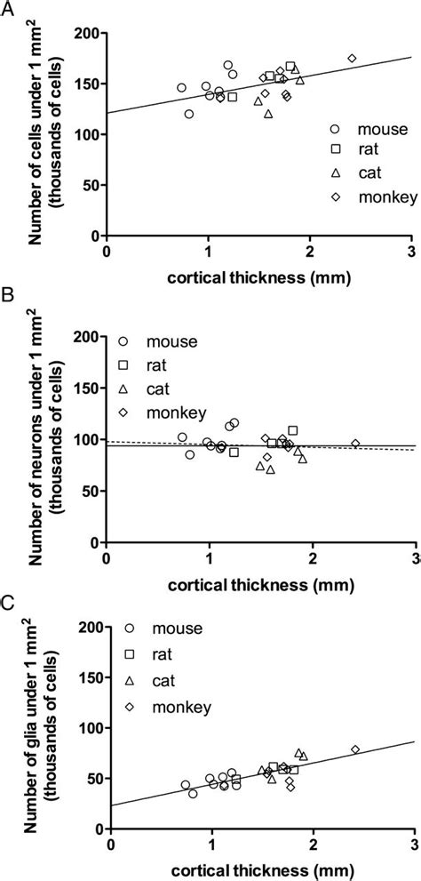 Structural Uniformity Of Neocortex Revisited PNAS
