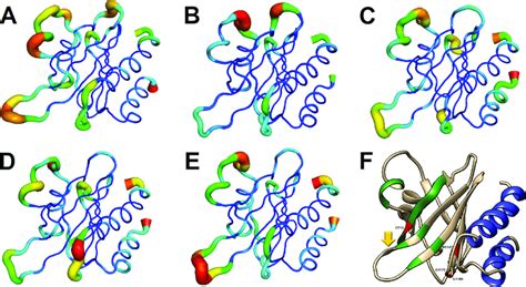 The B Factor Representation Of Pfn1 Wild Type And Its Natural Variants
