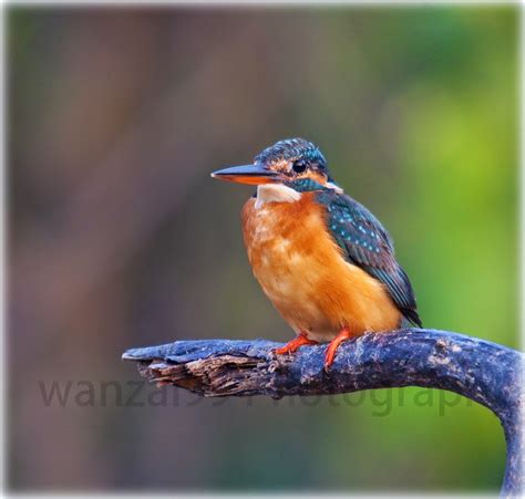 Wanzai99 Photography Burung Pekaka Cit Cit Kecil