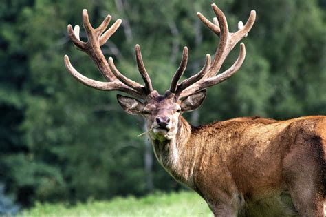 kapitaler Hirsch Foto & Bild | tiere, wildlife, wildlife: sonstige ...