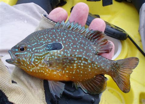Types Of Sunfish In North America For 2025