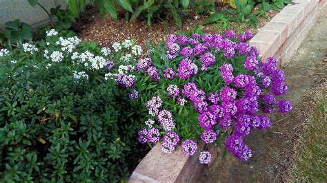 ビオラと庭の花 Miraiの庭 つれづれに 楽天ブログ