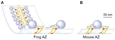 Drawings Based On Electron Microscope Tomography Data Of Single Active