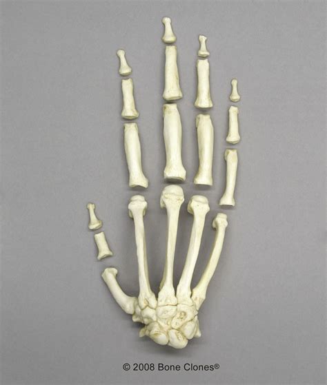 Hand Lines Primate Hand Vs Human Hand Palmar Creases And Skeletons