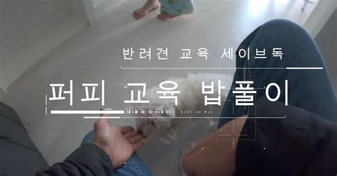 퍼피 교육 밥풀이 세이브독 김종별 숨고 숨은고수
