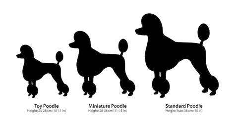 Três Raças De Poodle Toy Poodle Miniature Poodle E Standard Poodle