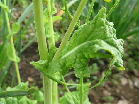 植物編のアブラナ科のアブラナ