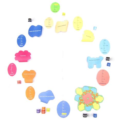 Citric Acid Cycle Discovering Dna