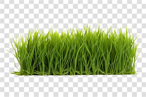 Png Lush Green Grass Blades Isolated Premium Ai Generated Psd