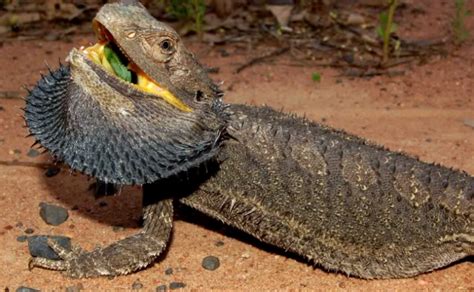Pogona Barbata