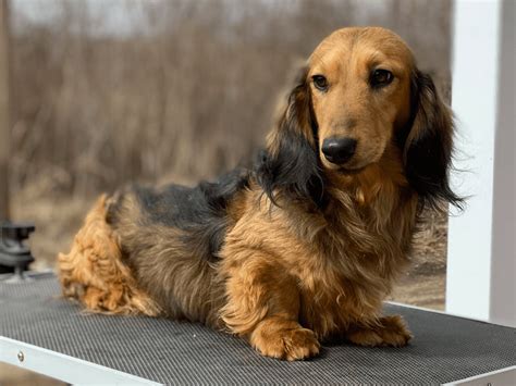 English Cream Dachshunds Temperament Types Health And Care