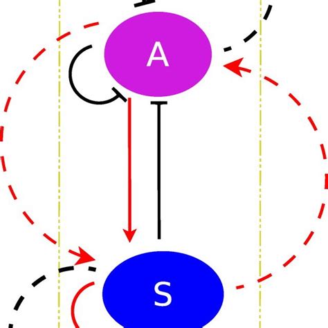 The Motif Summarizing The Intra And Intercellular Interaction In Model