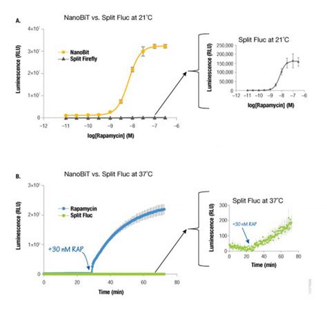 For Protein Complementation Assays Design Is Everything Promega