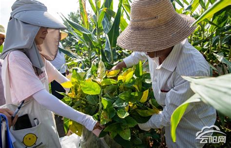 云阳：大豆玉米（高粱）带状复合种植测产 实现“一地双丰收” 云阳网 云阳新闻 云阳县融媒体中心