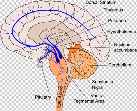 Homo Sapiens Vía Mesolímbica Formación Reticular Dopamina Cerebro