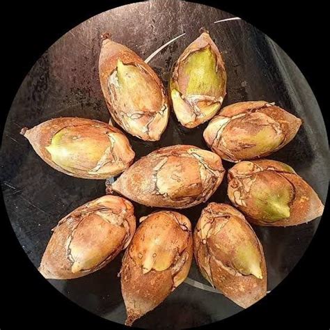 Buy Maripa Palm Attalea Maripa Exotic Fruit Plant Online