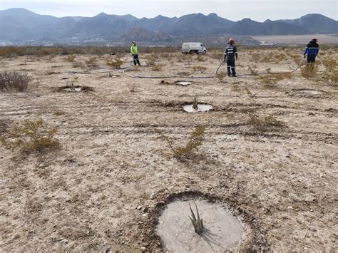 Peñoles Protege La Flora Regional La Otra Plana