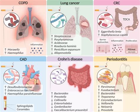 Cancer Cardiovasculardisease Copd Dysbiosis Smoking Microbiota