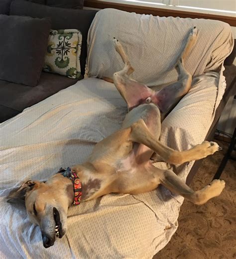 We Have A Happy Roach Infestation Scrolller