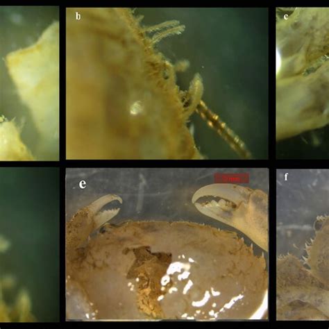 Stereomicroscope Pictures Of P Spinulosus A Plumose Setae In Download Scientific Diagram