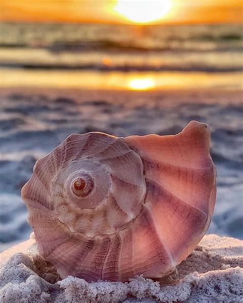 Sea Shell On Beach At Sunset Beautiful Seashells Photography