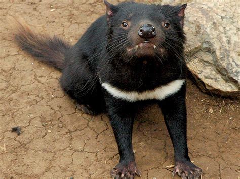 🔥 [48 ] Tasmanian Devil Wallpapers Wallpapersafari