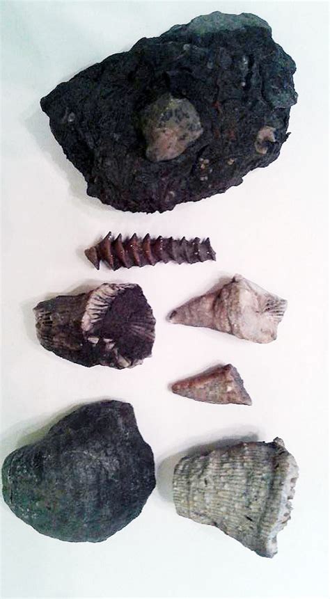 No Carboniferous Trace Or Floral Fossils This Time Fossil Hunting