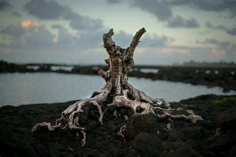 The Strange Tale Of Createroot In React By Pratish Betterreact Medium