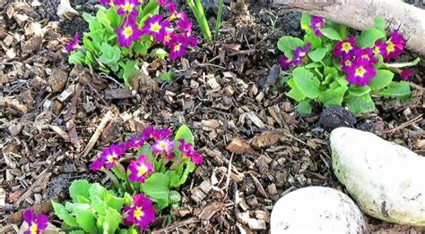 How To Propagate Primula By Dividing The Bush