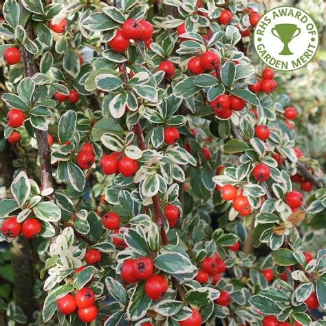 Cotoneaster Suecicus Juliette Variegated Cotoneaster Ornamental Trees