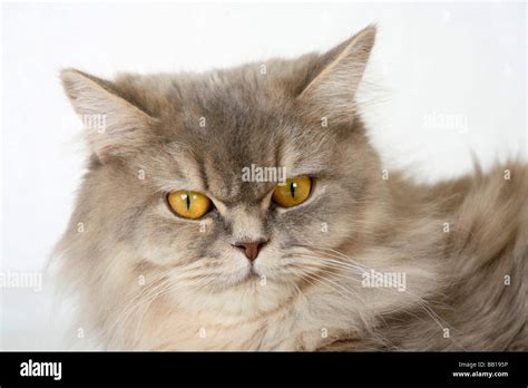 Cream Mackerel Tabby Cat At Mia Rooke Blog