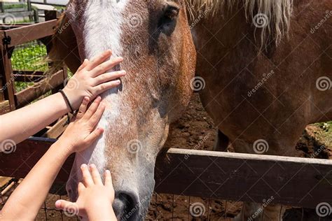 Petting A Farm Horse At Petting Zoo Stock Image Image Of Concept