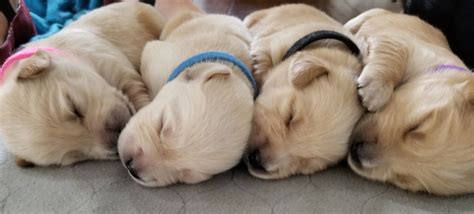2 Week Old Golden Retriever Puppies